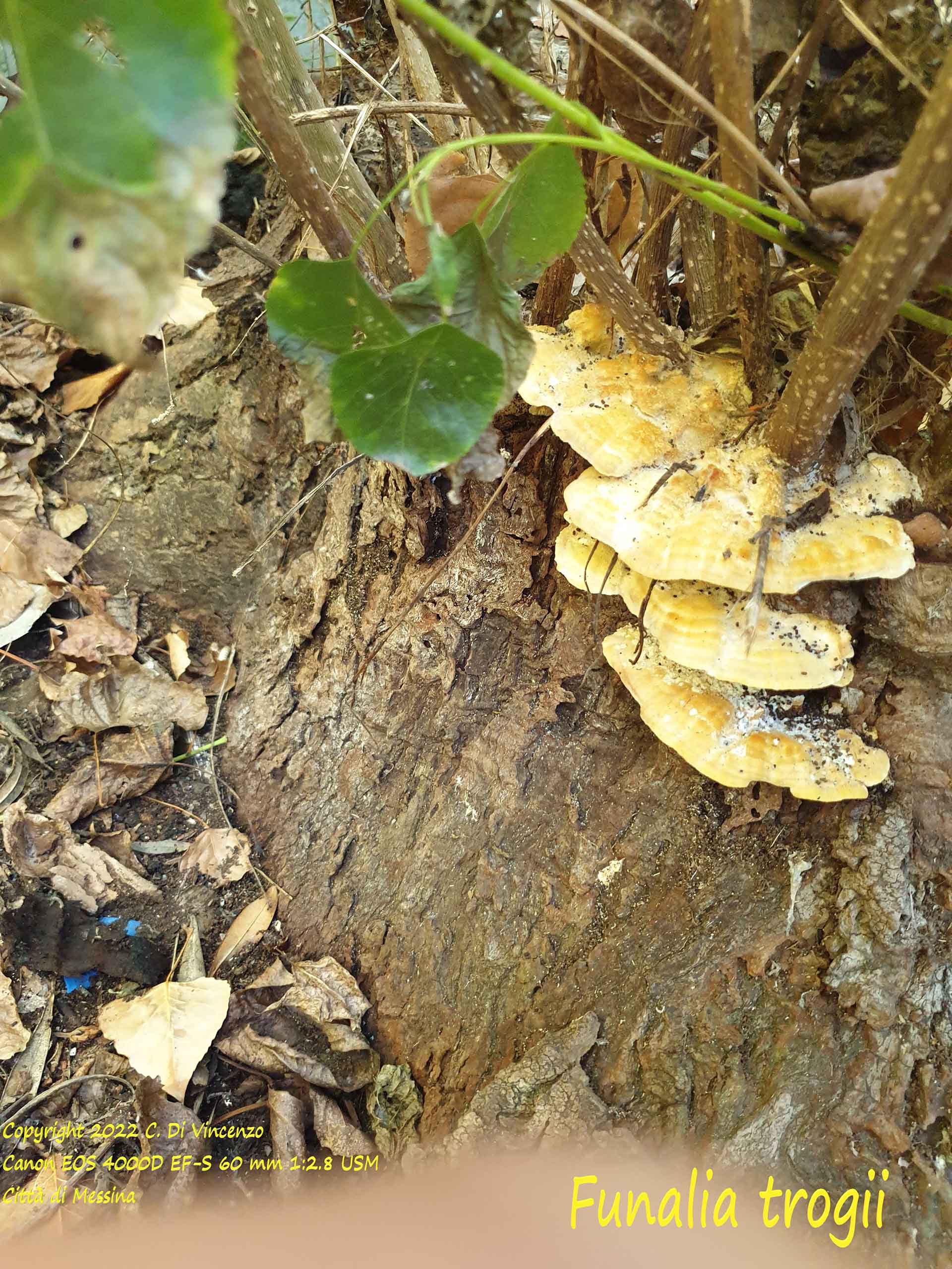 Funalia trogii (Berk) Bondartsev & Singer 1941 - Articolo Micologia