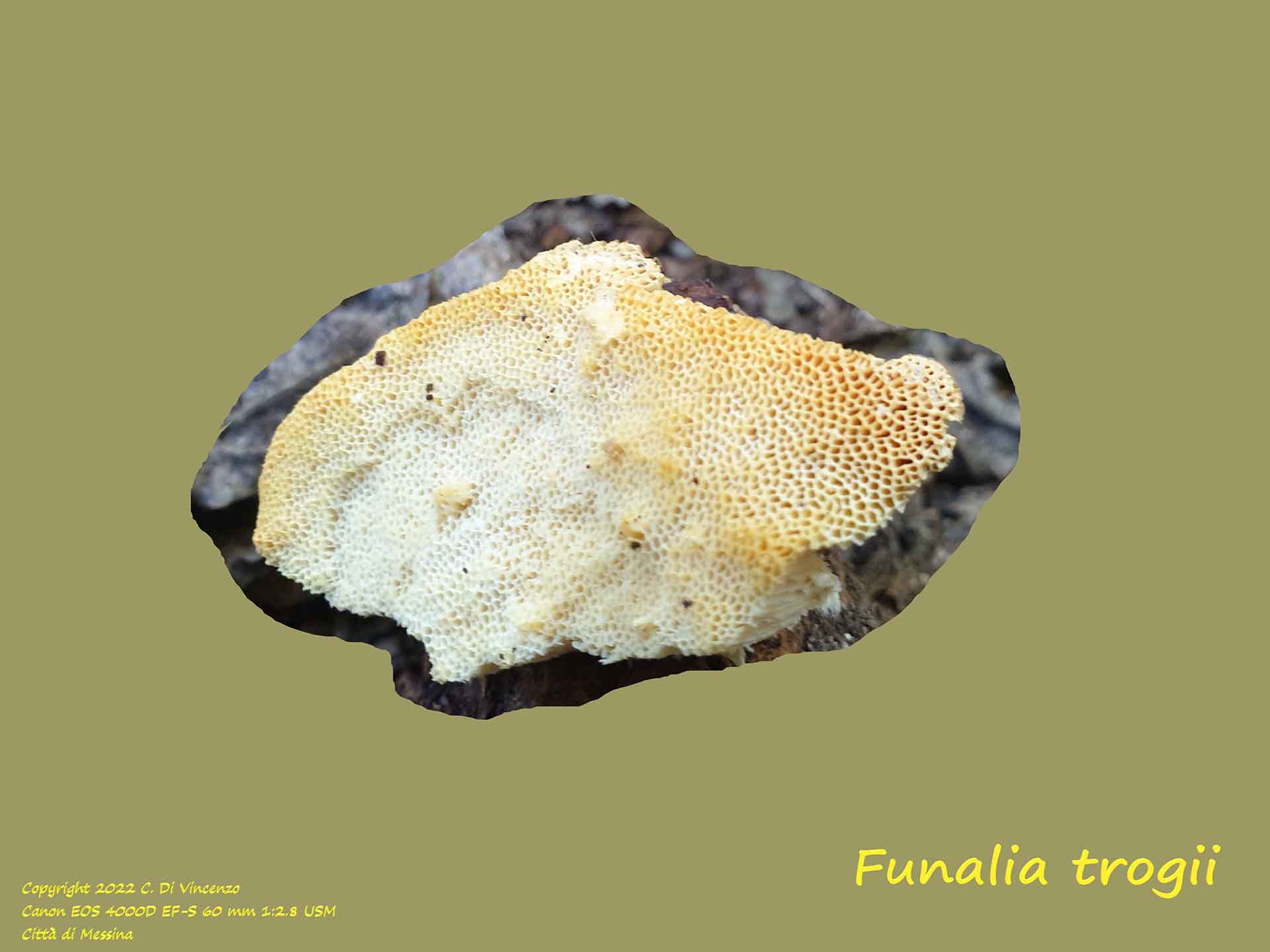 Funalia trogii (Berk) Bondartsev & Singer 1941 - Articolo Micologia